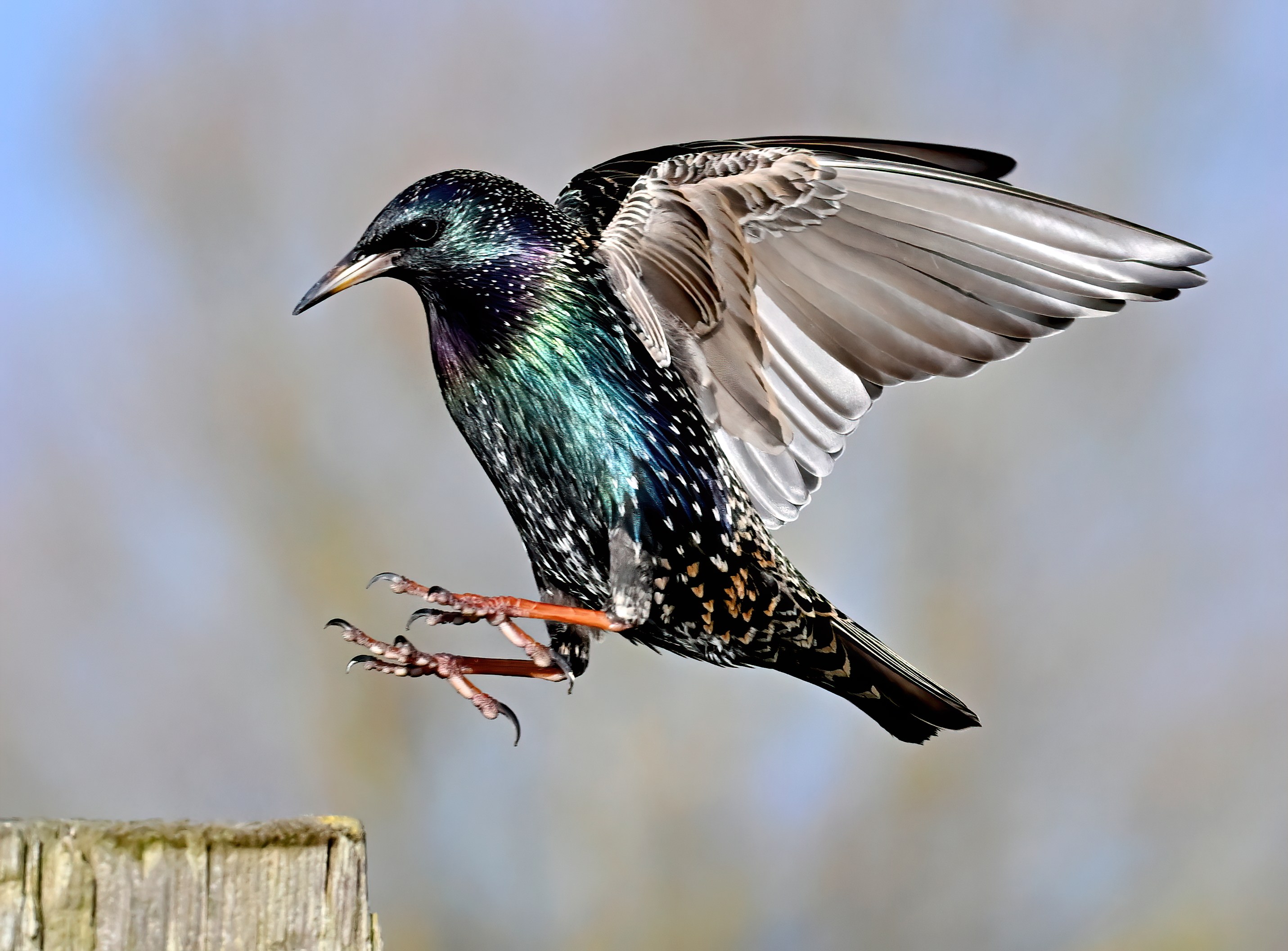 Common Starling by Carl Bovis - BirdGuides