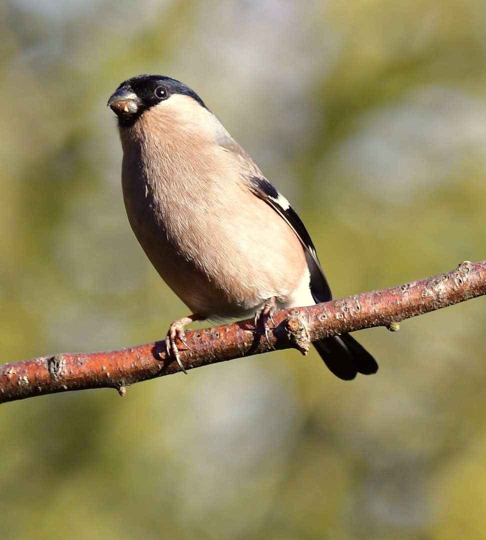 Eurasian Bullfinch by Michael Neate - BirdGuides