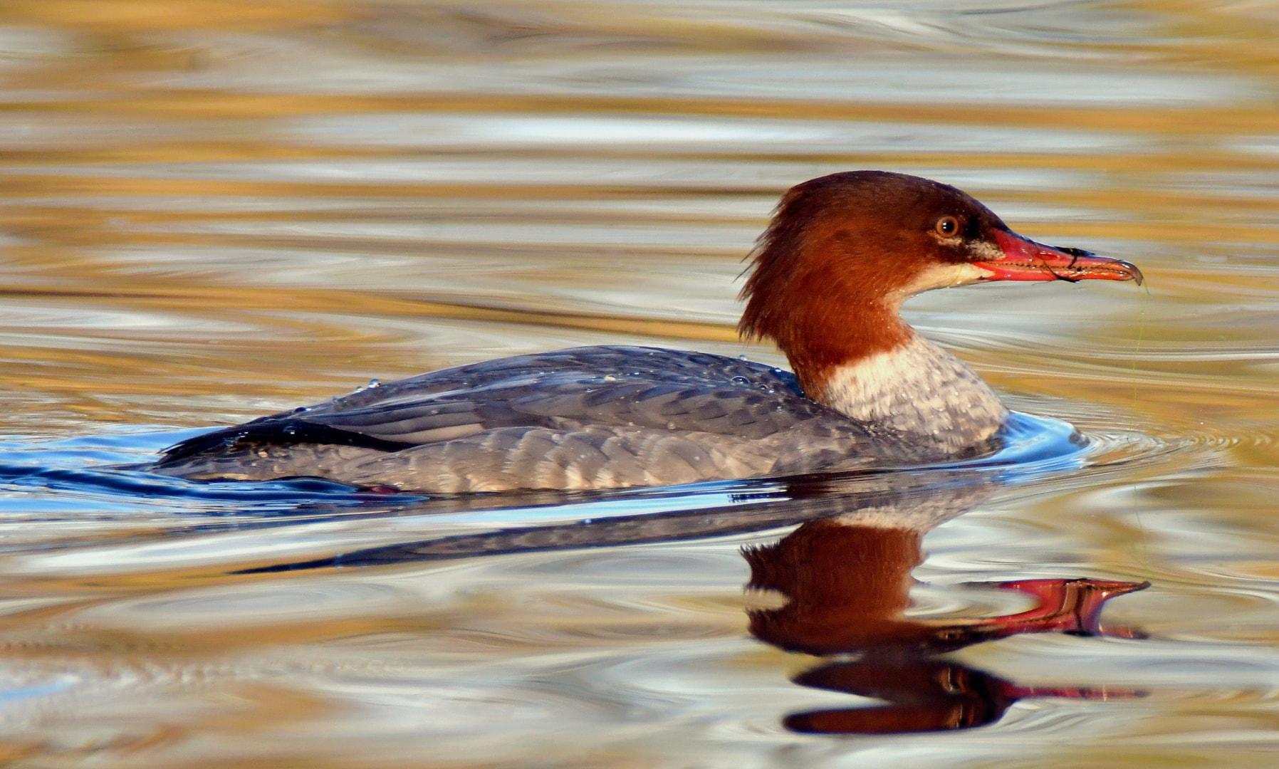 Goosander by Michael Neate - BirdGuides