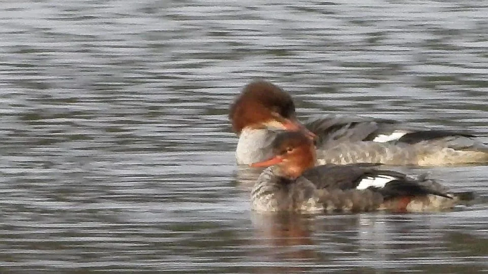 Sighting Report - BirdGuides