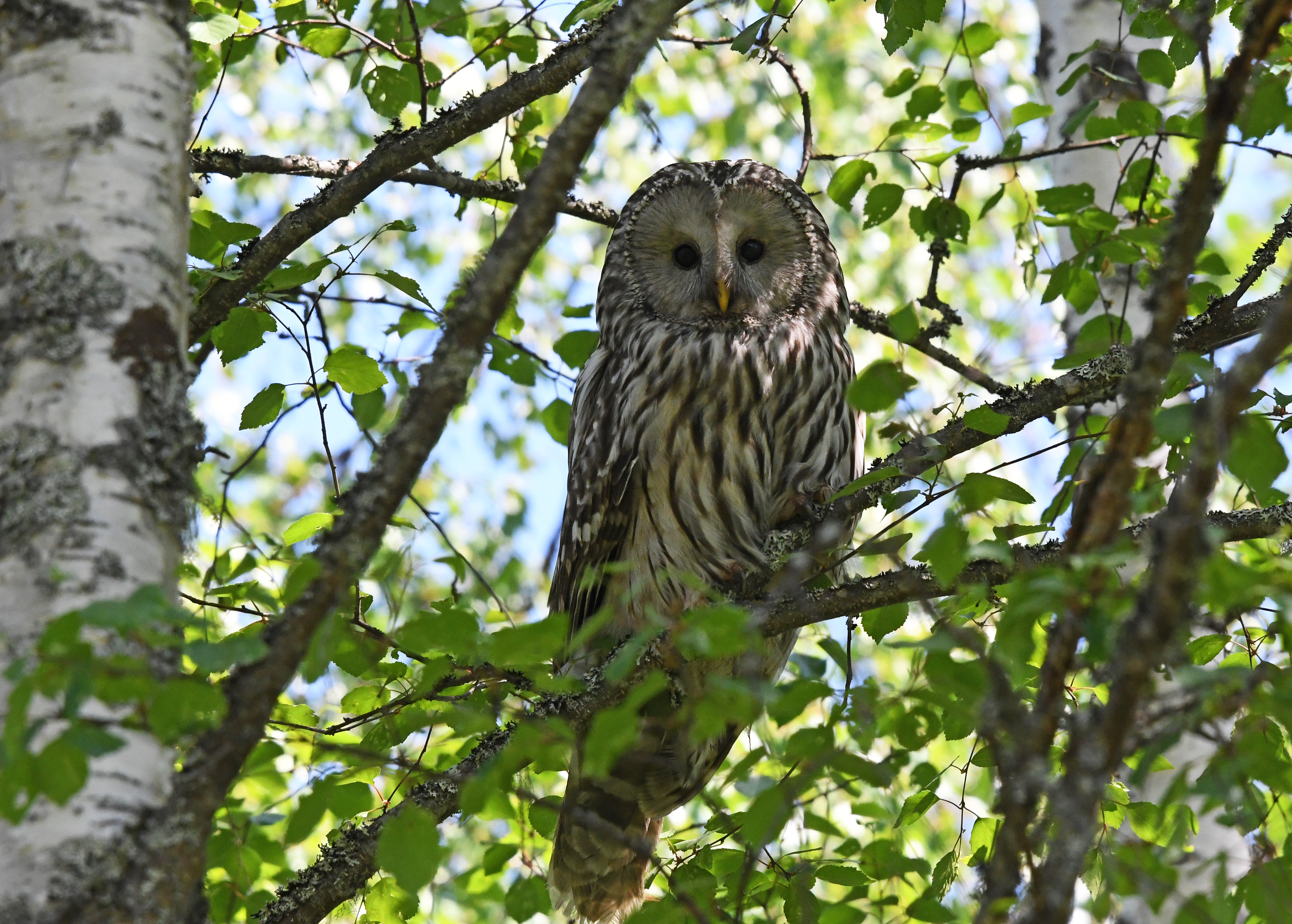 Details : Ural Owl - BirdGuides