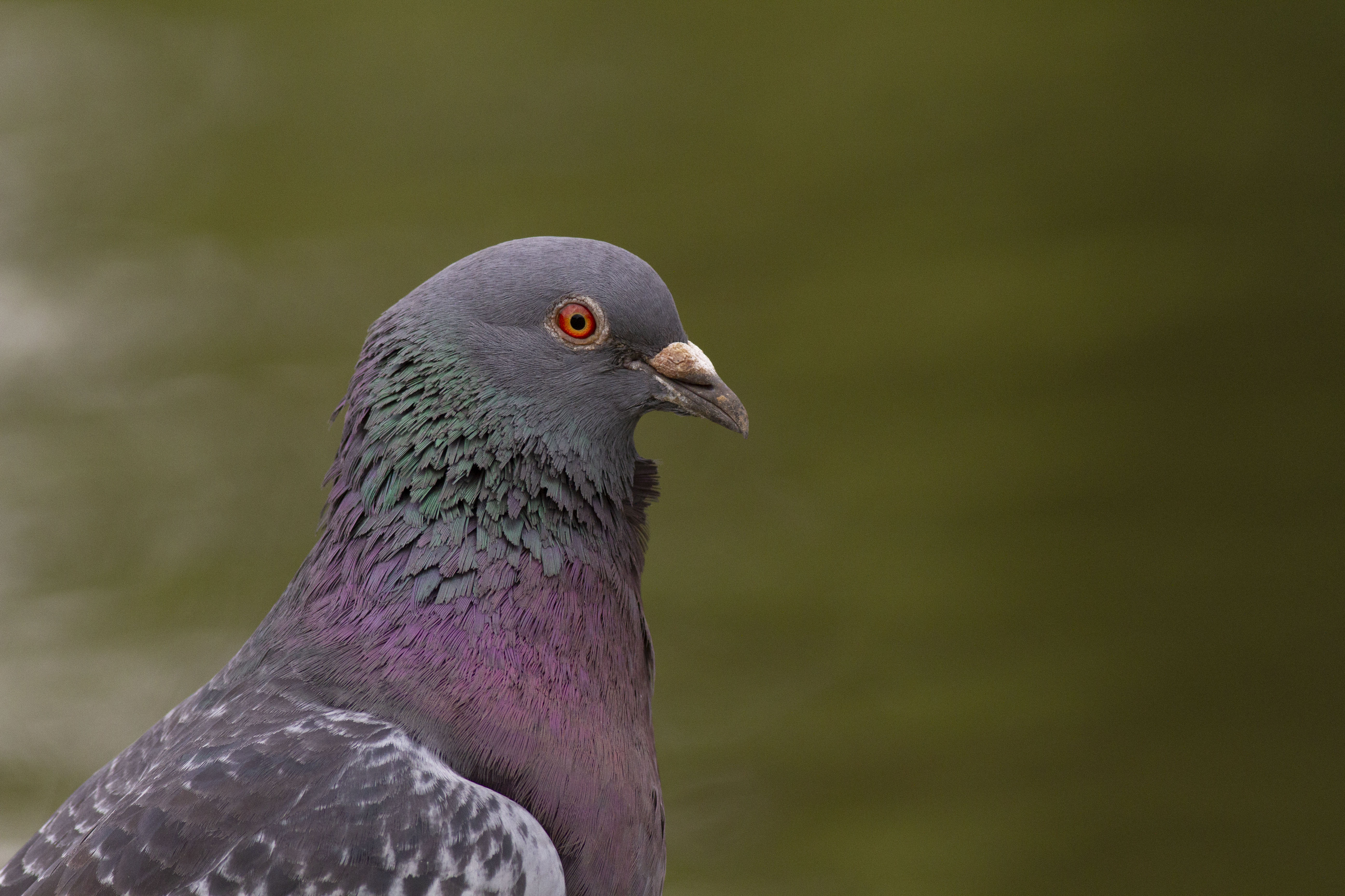 'Appalling cruelty' as youngsters attack birds with catapults - BirdGuides