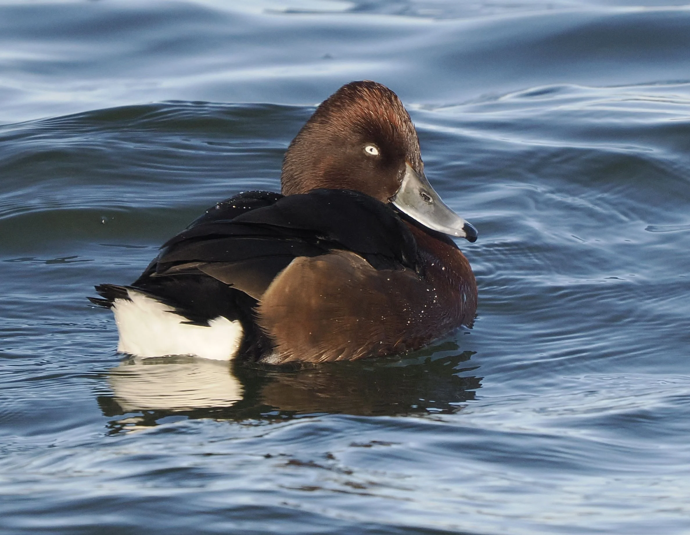 Sighting Report - BirdGuides