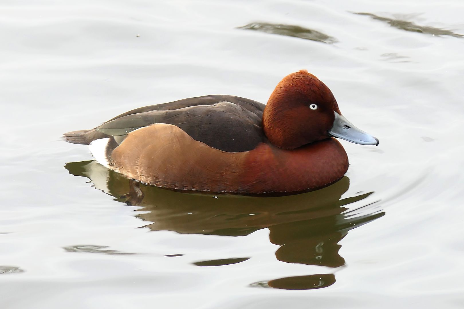 Details : Ferruginous Duck - BirdGuides