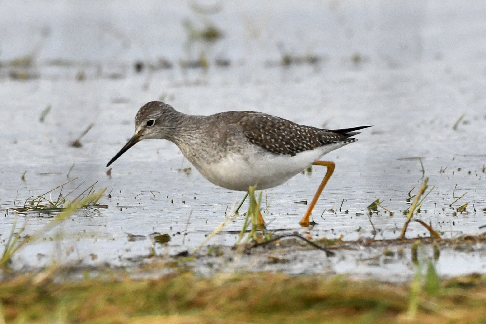 Lesser Yellowlegs by Mark Eaton - BirdGuides
