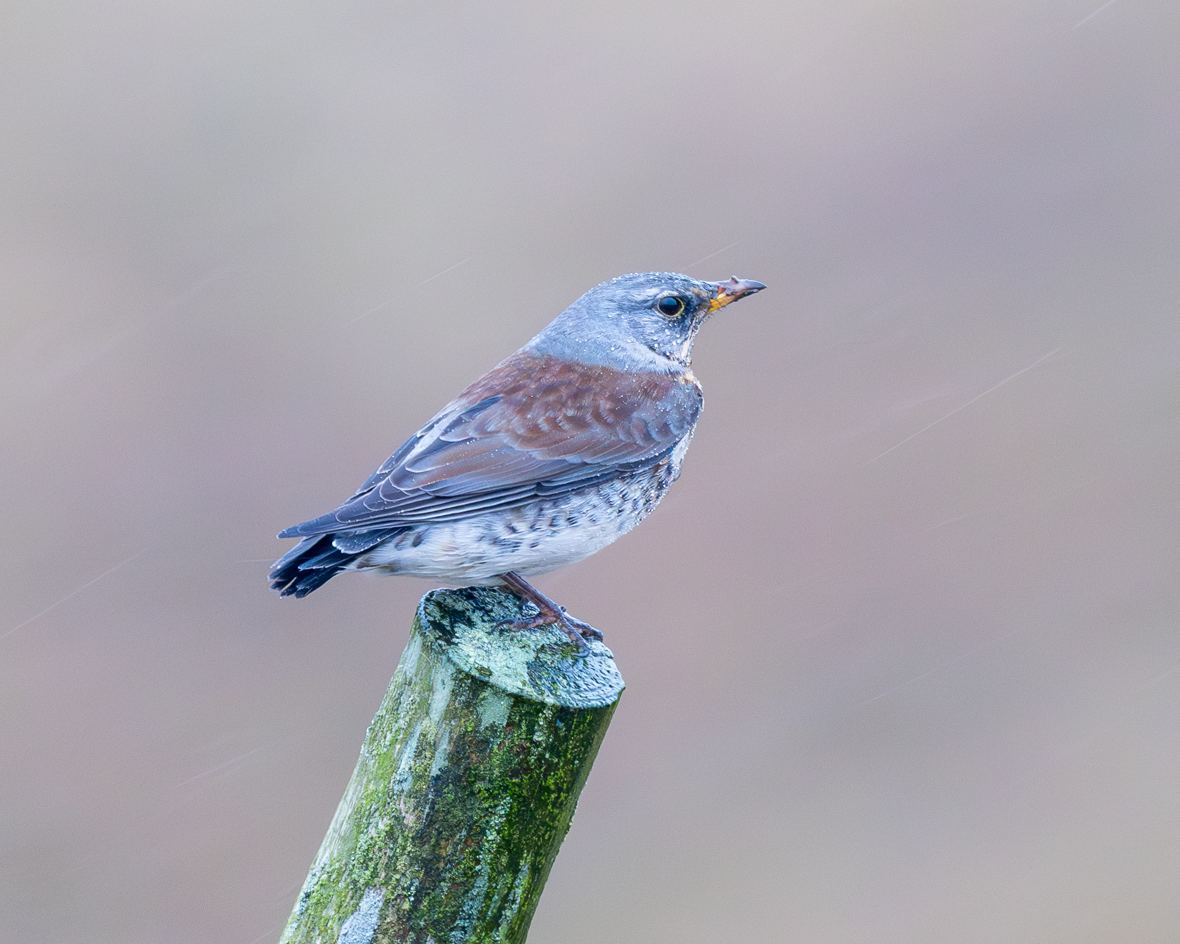 Fieldfare by Tom Hines - BirdGuides