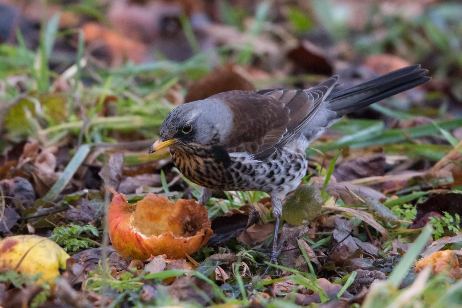 Fieldfare by Jim Mountain - BirdGuides