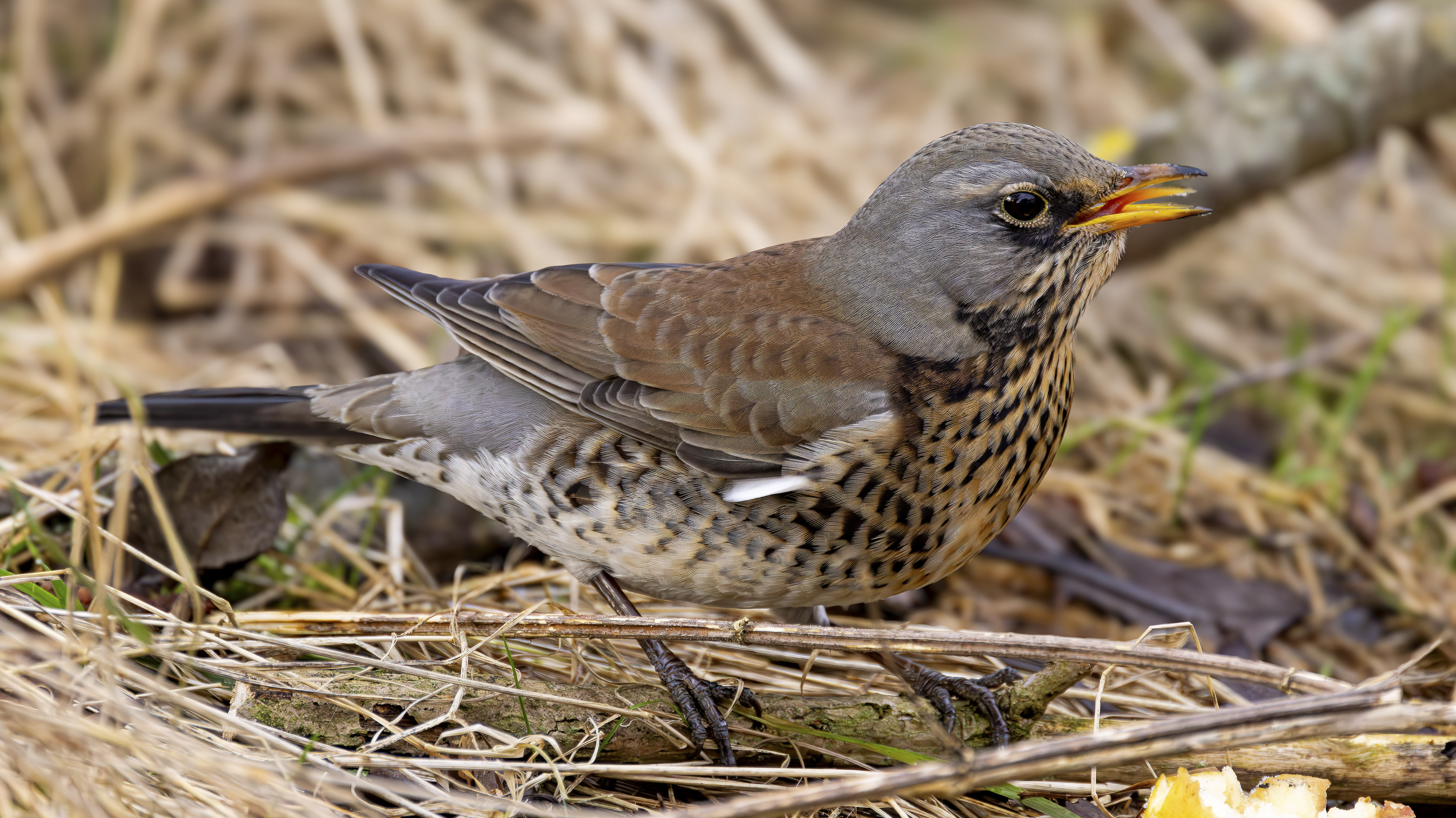 Fieldfare by George Ewart - BirdGuides