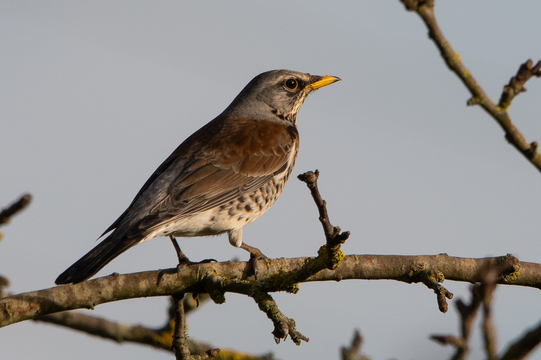 Birdwatching Sites in Suffolk - BirdGuides