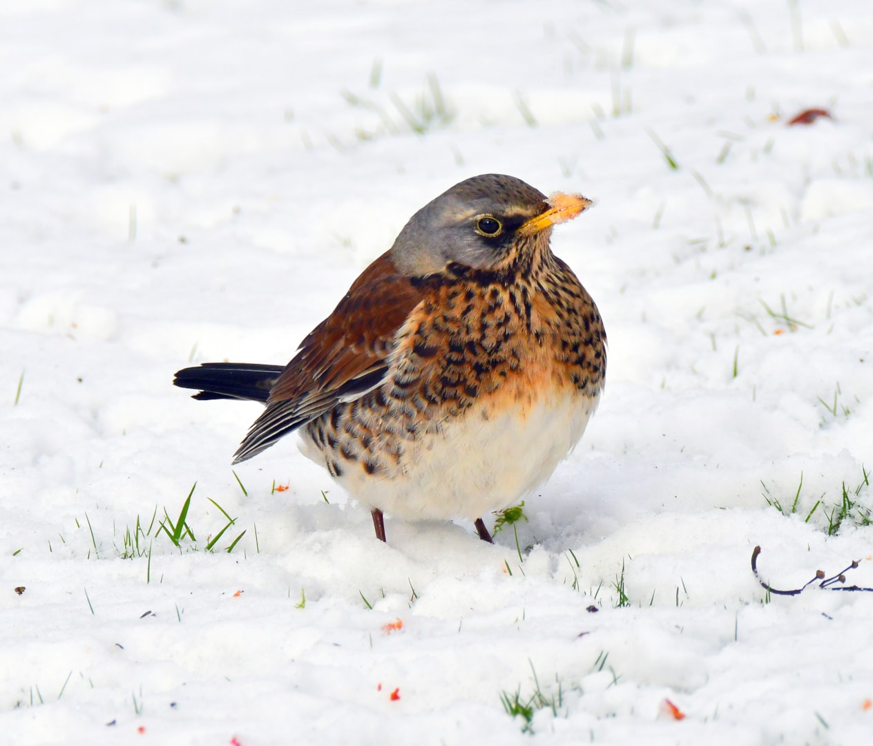 Fieldfare by Michael Neate - BirdGuides