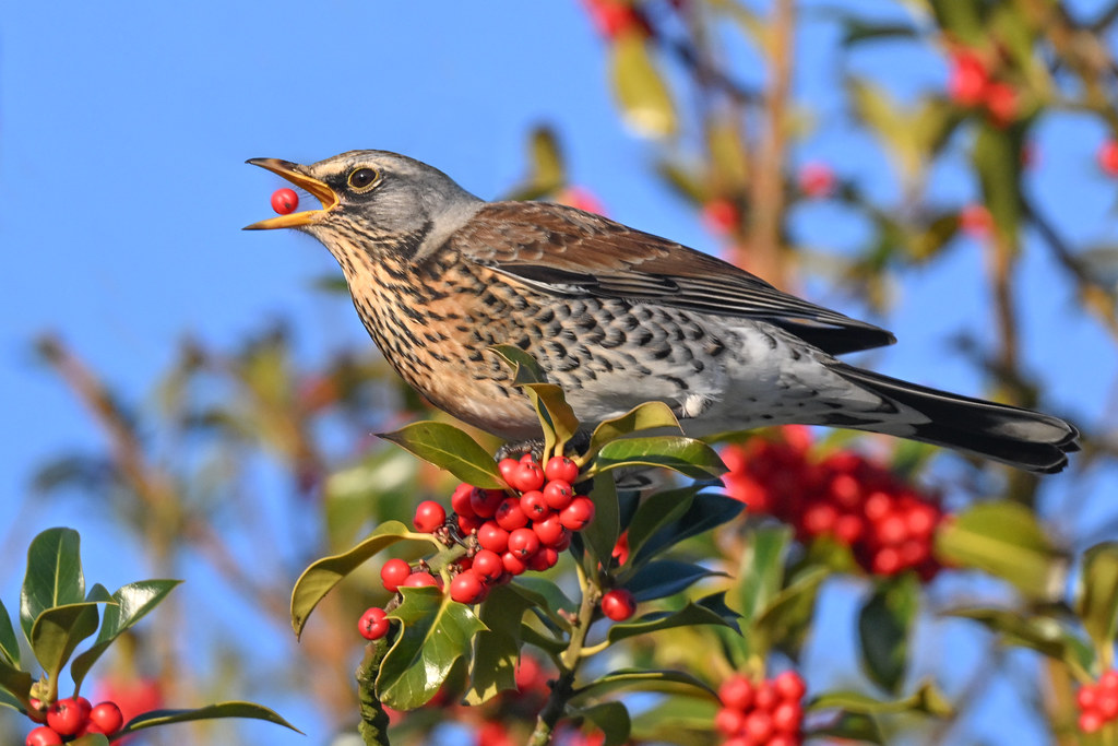 Wildlife Trusts launch 12 Days Wild challenge - BirdGuides