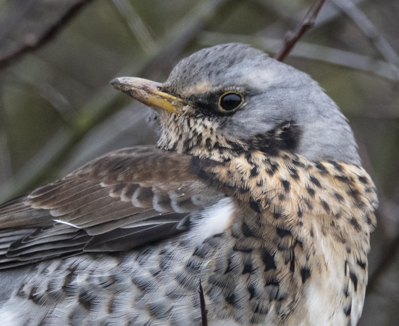 Fieldfare by Andy Hall - BirdGuides