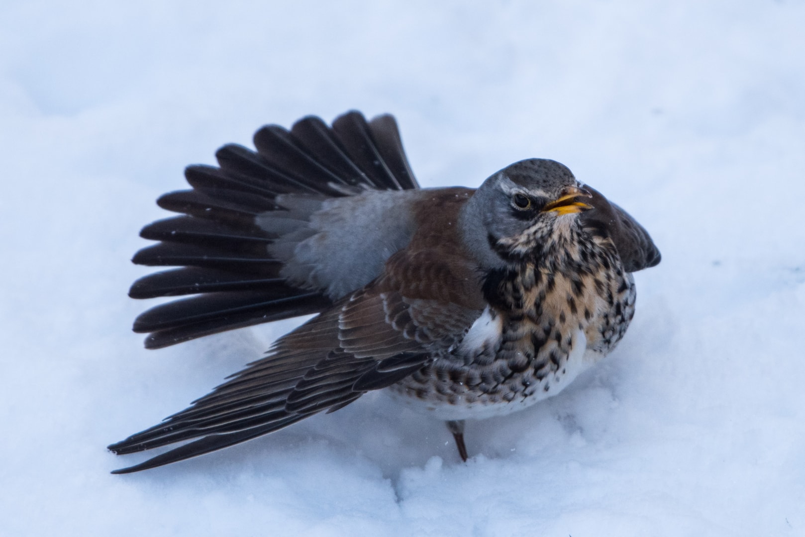 Fieldfare by Jim Mountain - BirdGuides