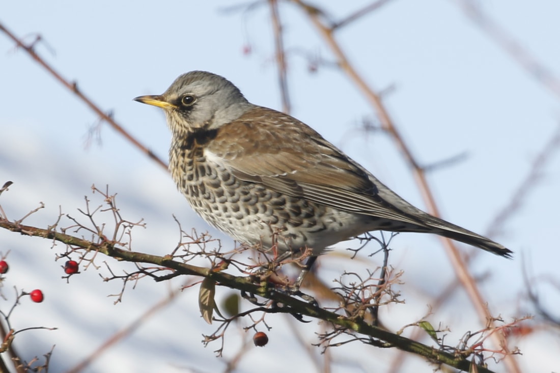 Fieldfare by Chris Rose - BirdGuides