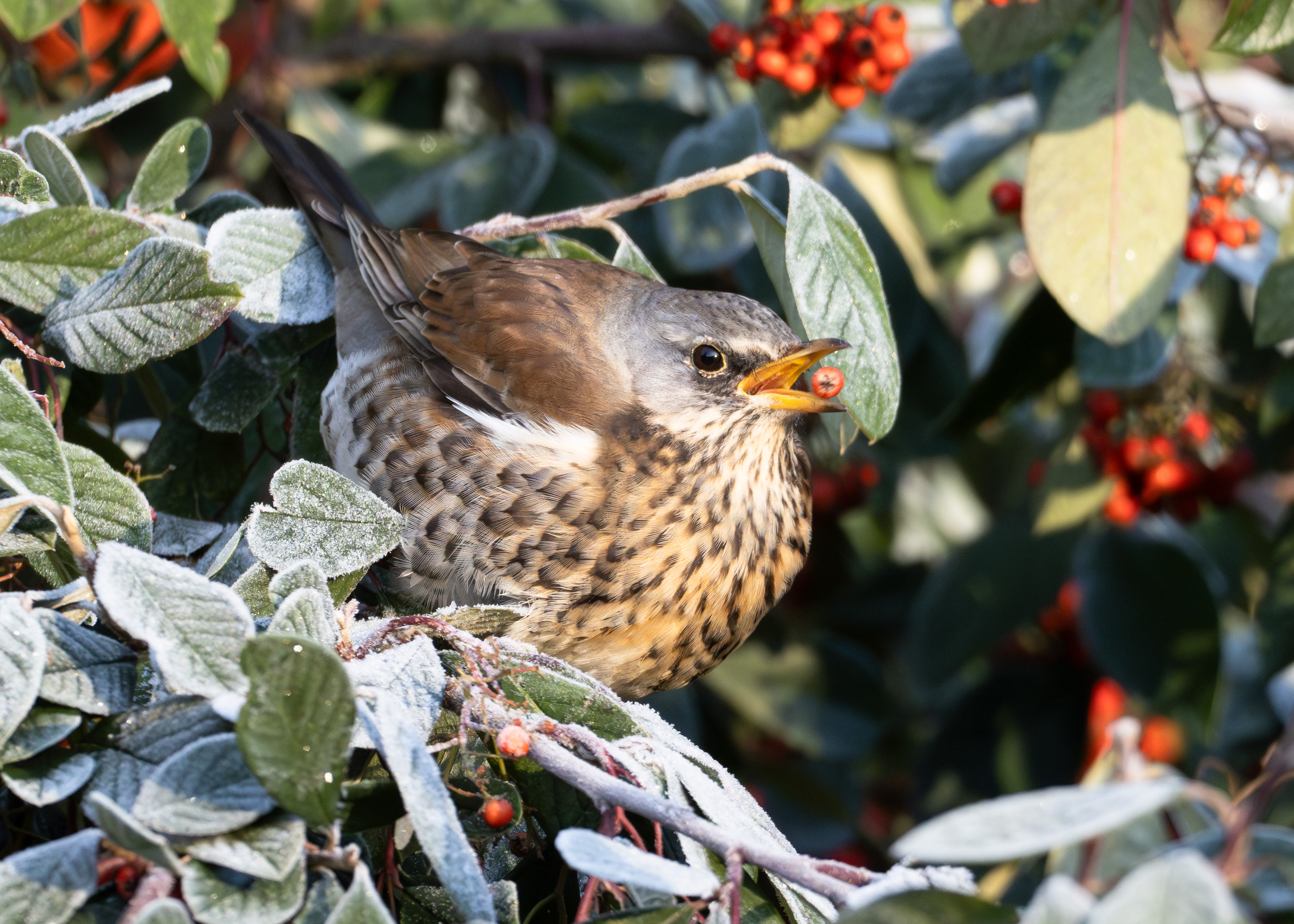 Fieldfare by Jim Mountain - BirdGuides