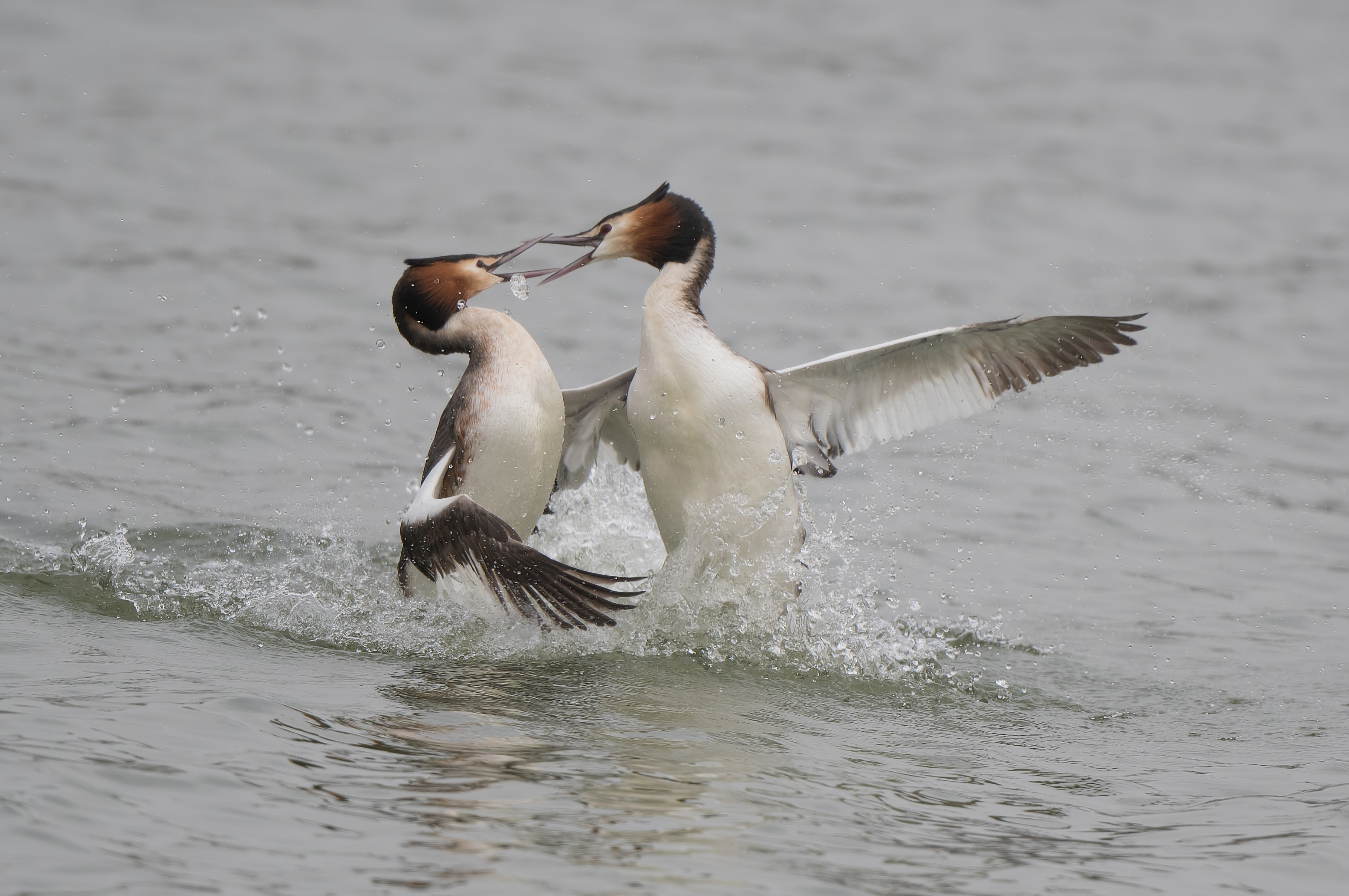 Great Crested Grebe by Robin Gossage - BirdGuides