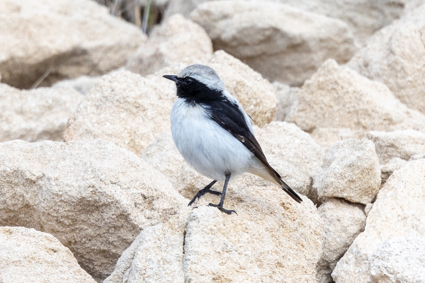 Finsch's Wheatear by Peter Bromley - BirdGuides