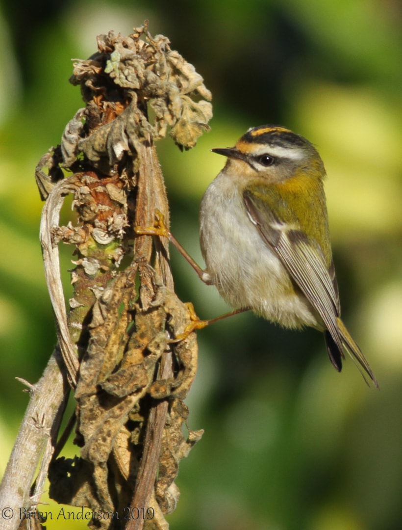 Firecrest by Brian Anderson - BirdGuides
