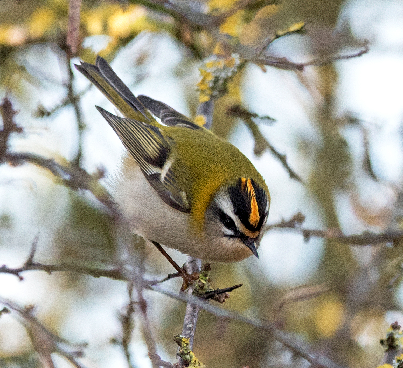Firecrest by Robin Brace - BirdGuides