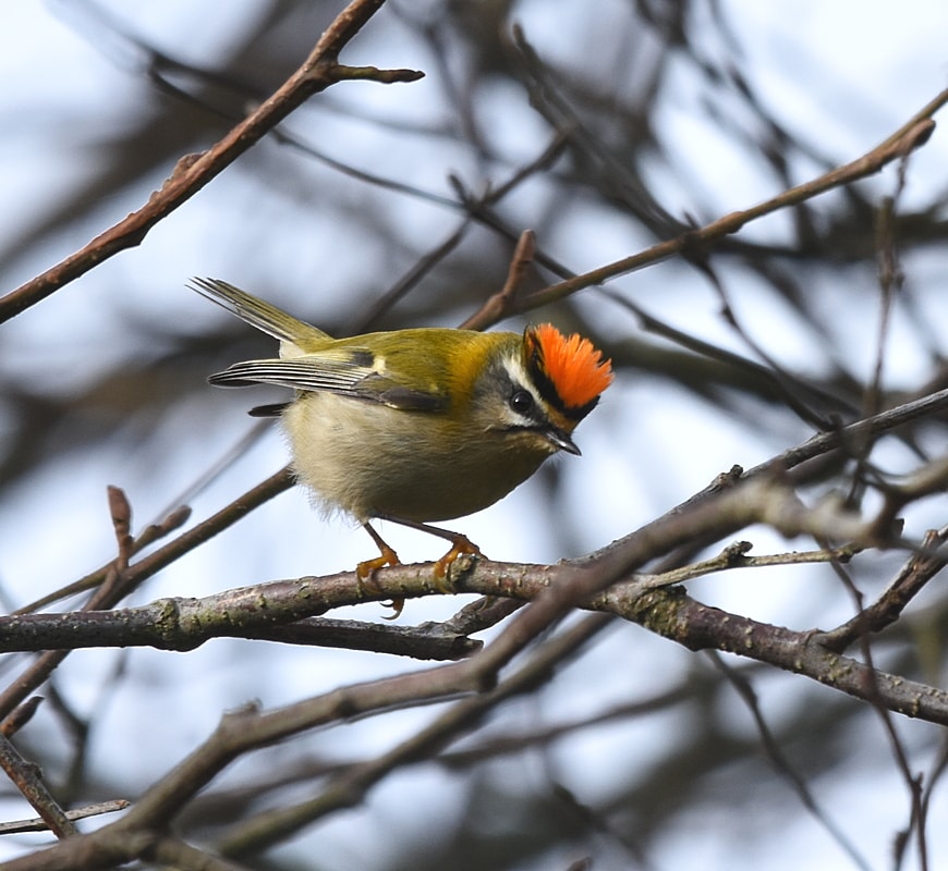 Firecrest by John Rowe - BirdGuides