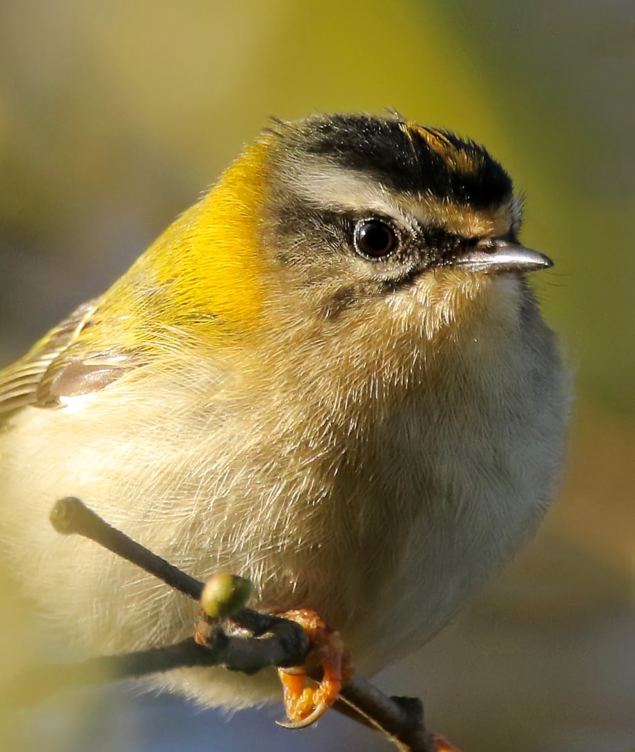Firecrest by Jaz Hughes - BirdGuides