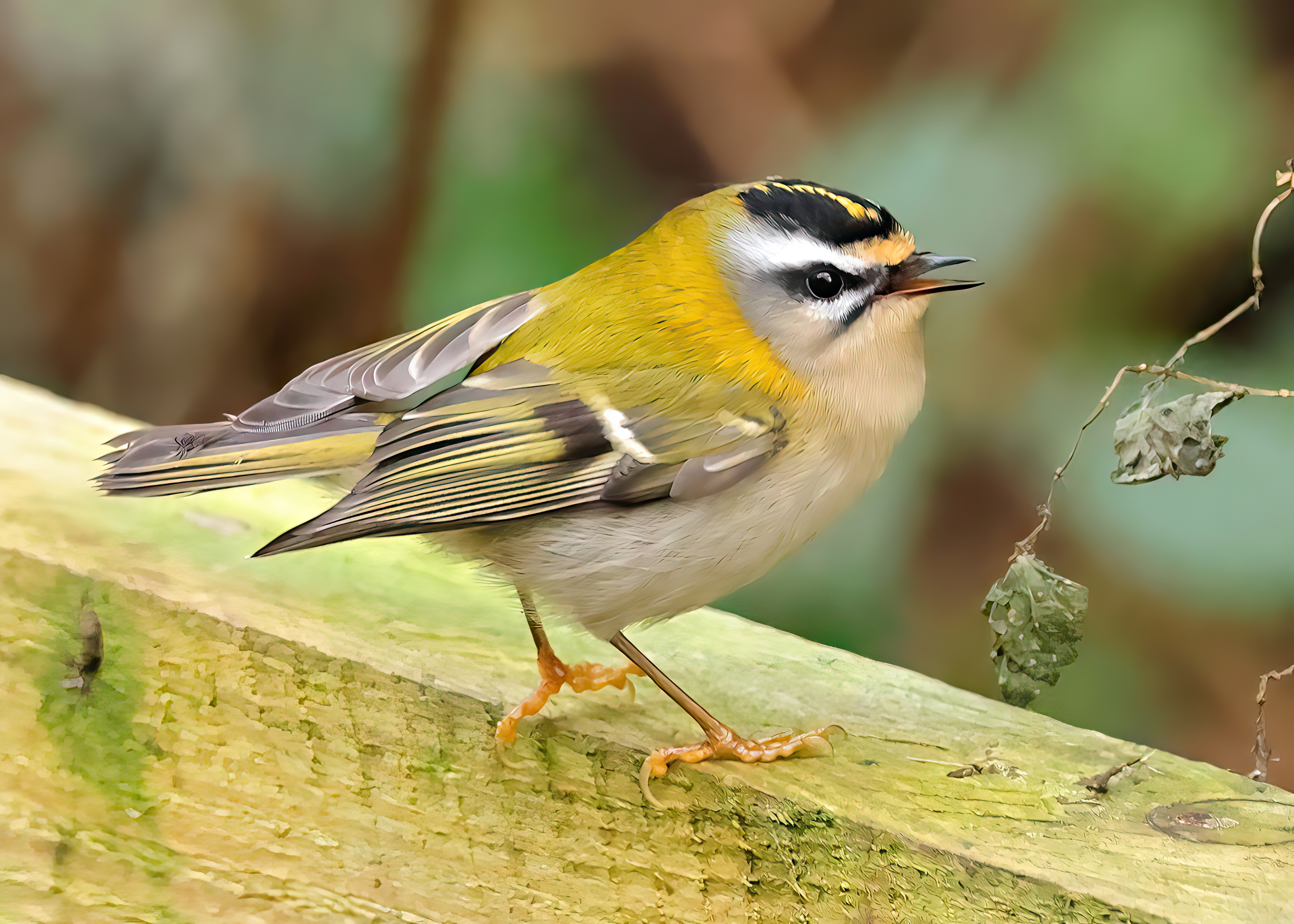 Firecrest by Mike Trew - BirdGuides