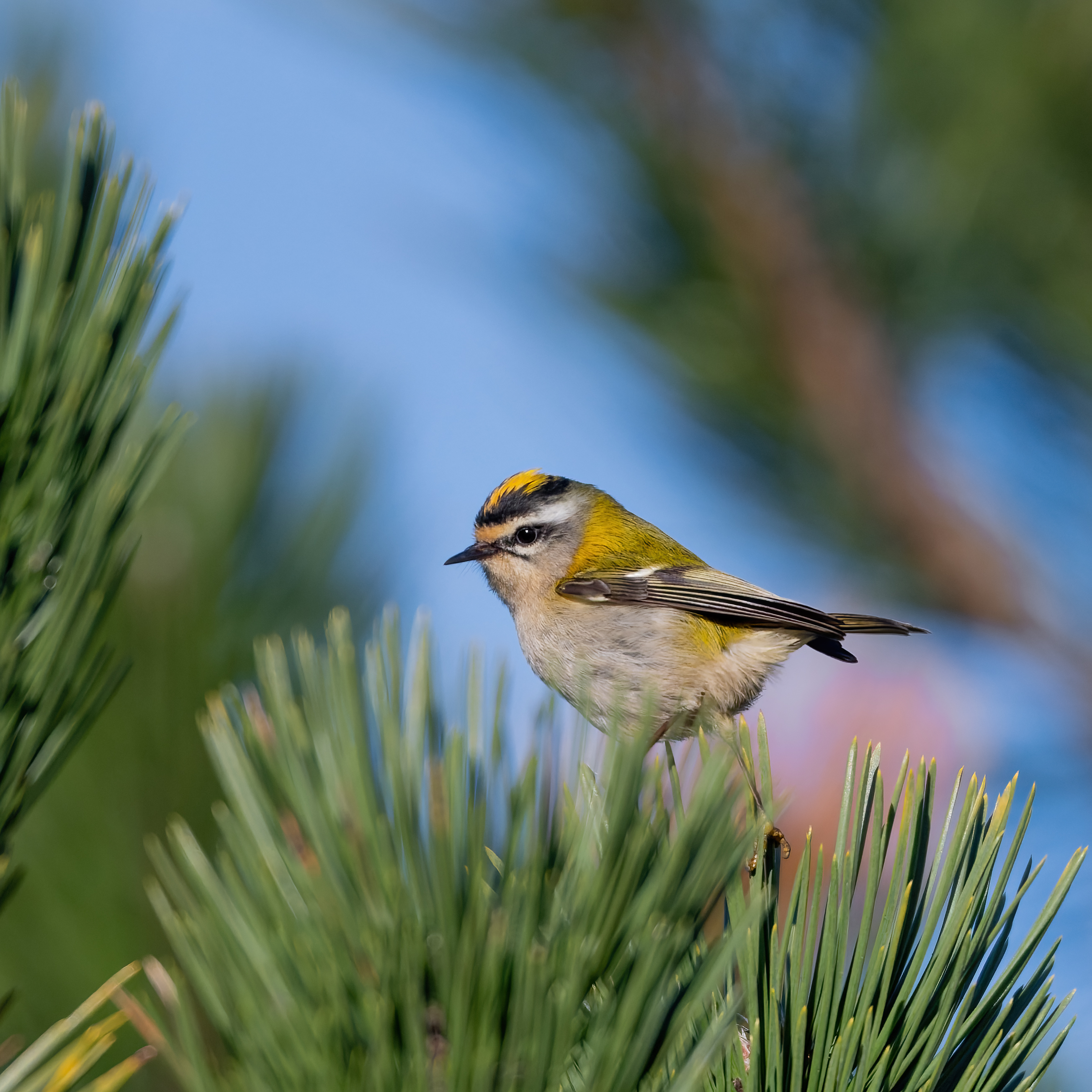 Firecrest by Tracey Jolliffe - BirdGuides