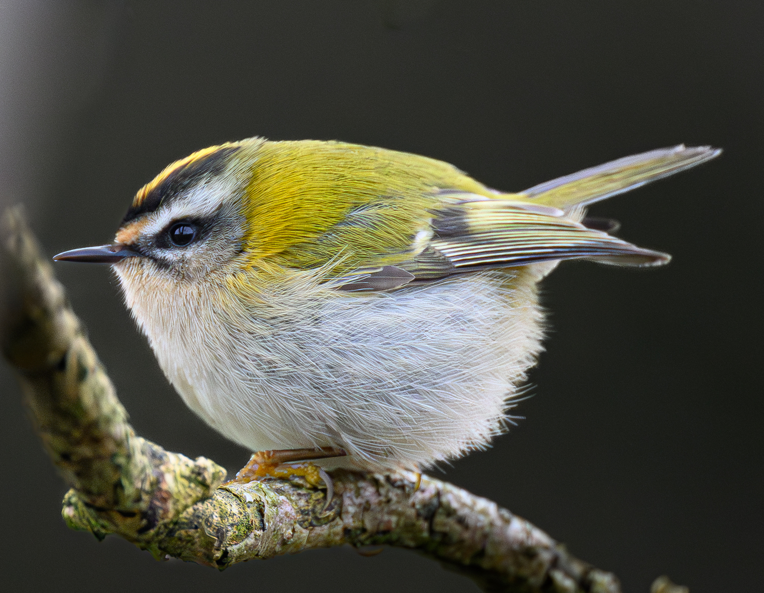 Firecrest by Ron Macdonald - BirdGuides