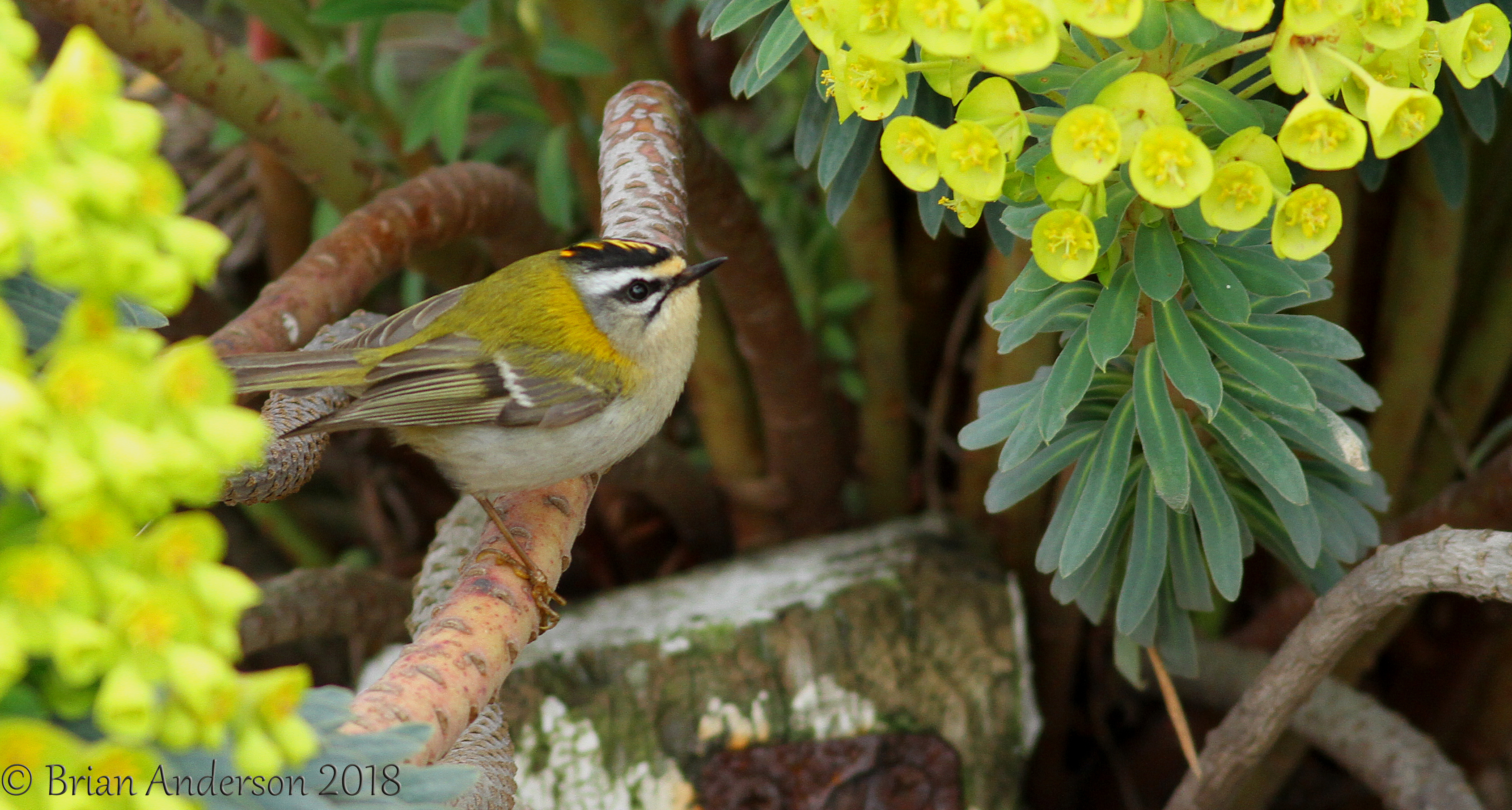 Details : Firecrest - BirdGuides