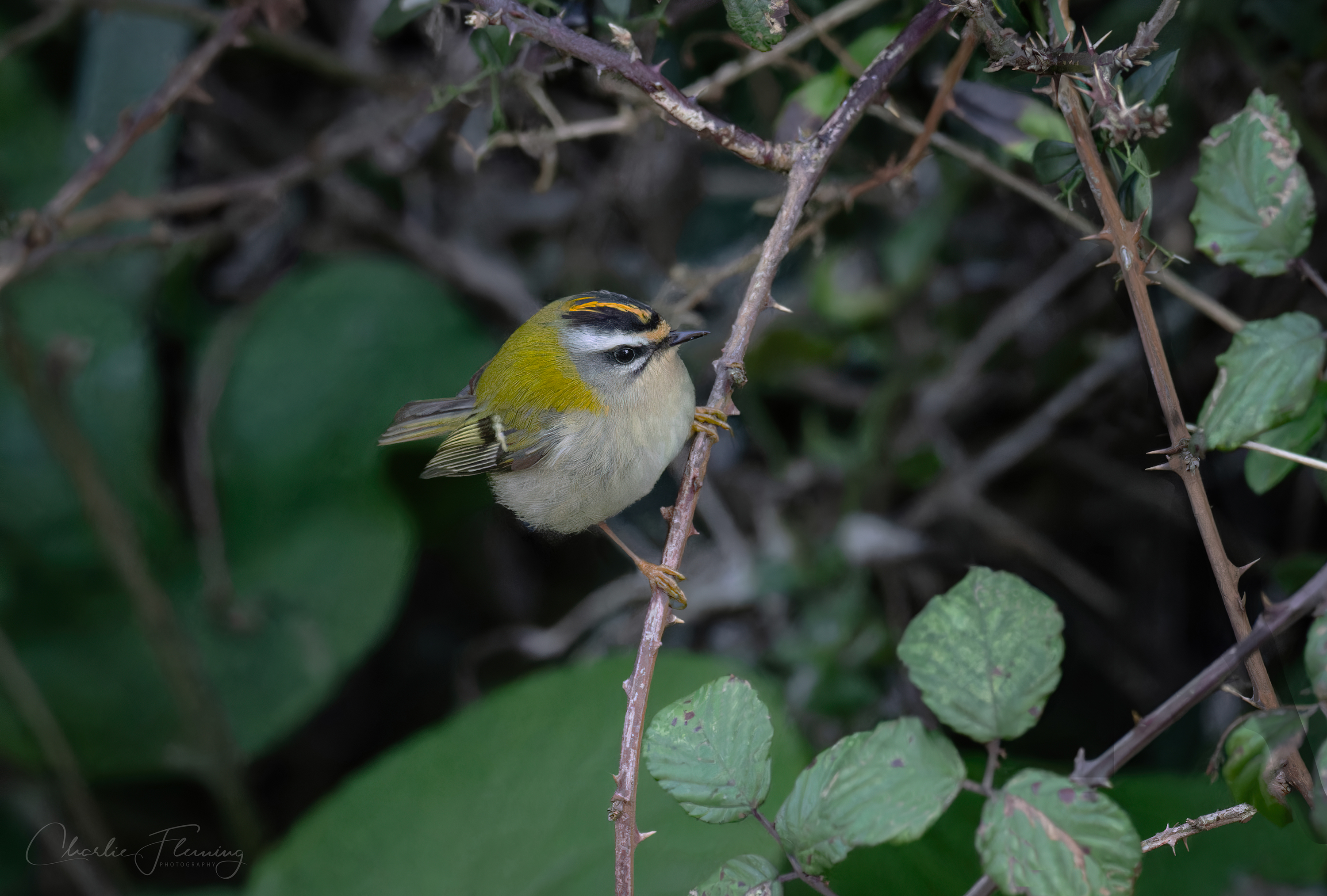 Firecrest by Charlie Fleming - BirdGuides