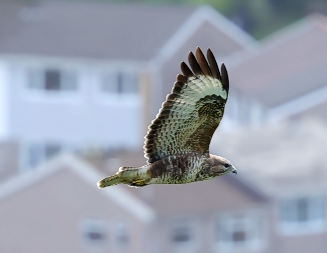 Common Buzzard by Colin Harvey - BirdGuides