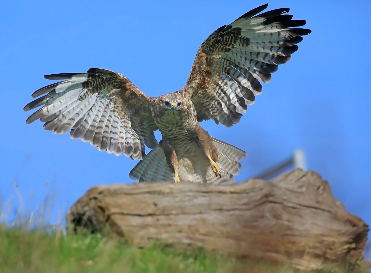Lincolnshire man accused of poisoning raptors - BirdGuides