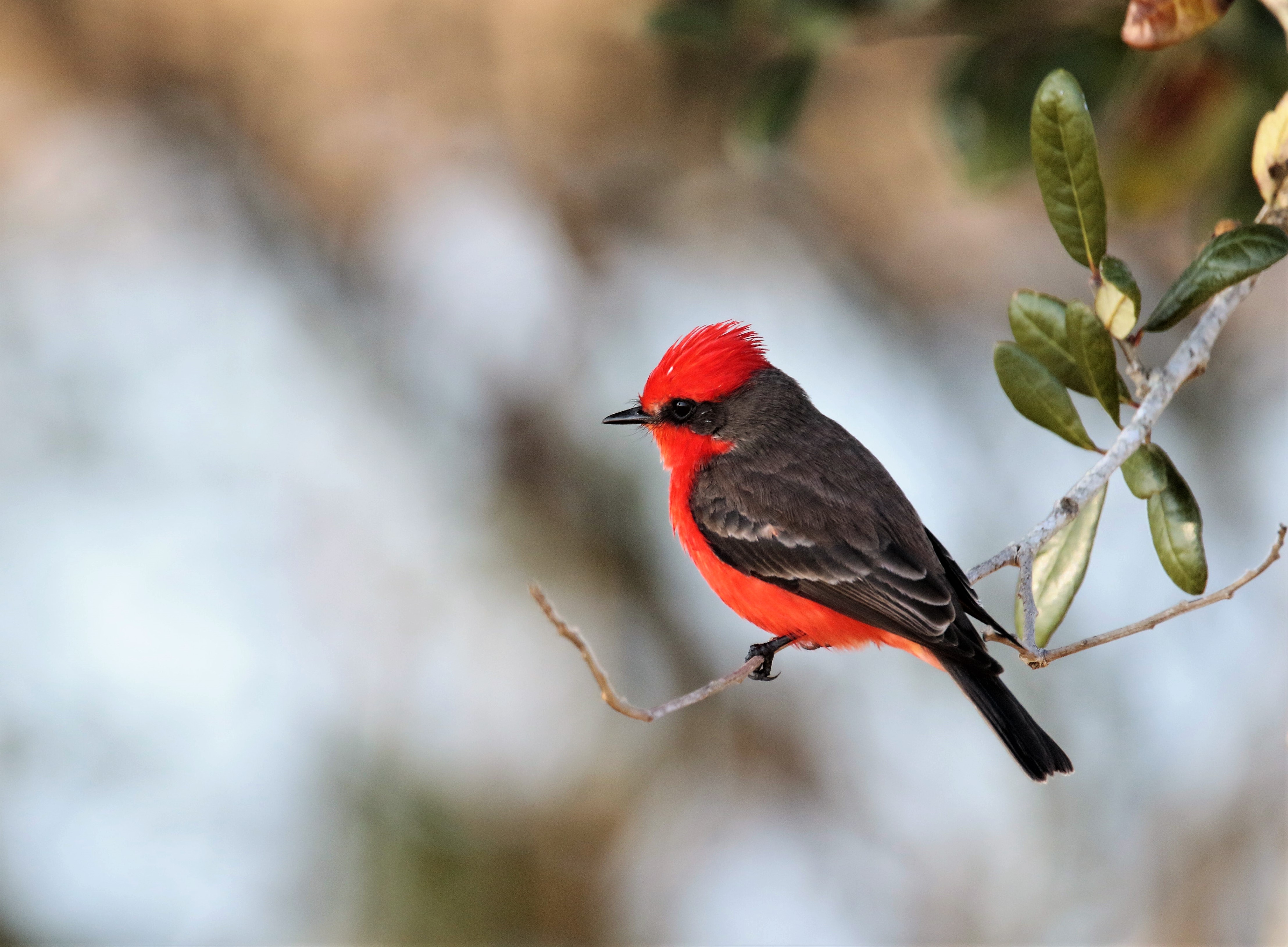 Details : Scarlet Flycatcher - BirdGuides
