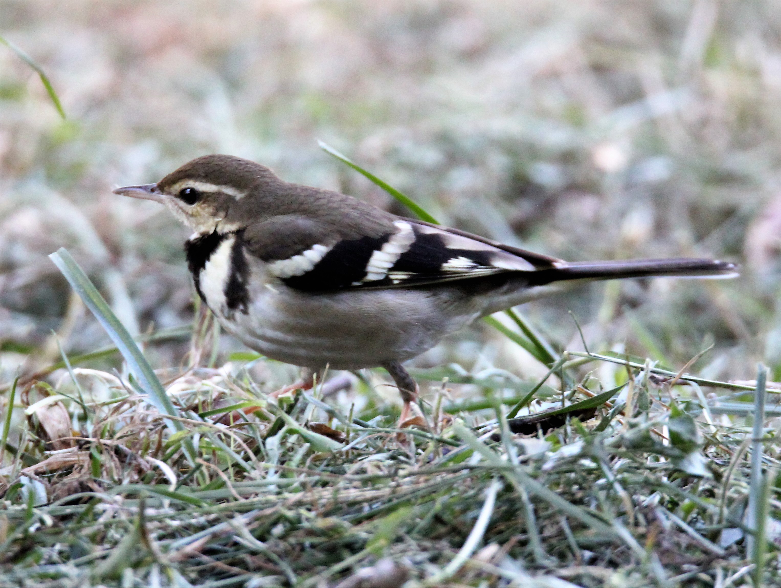 Details : Forest Wagtail - BirdGuides