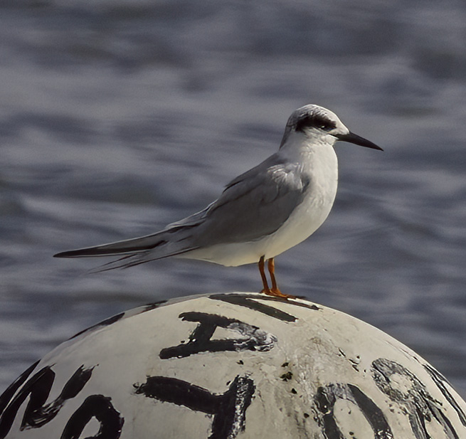 Forster's Tern by Dave Ward - BirdGuides