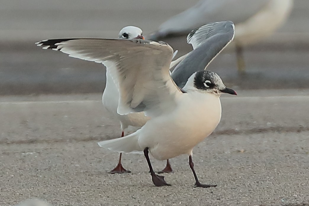 Franklin's Gull by Mike Trew - BirdGuides