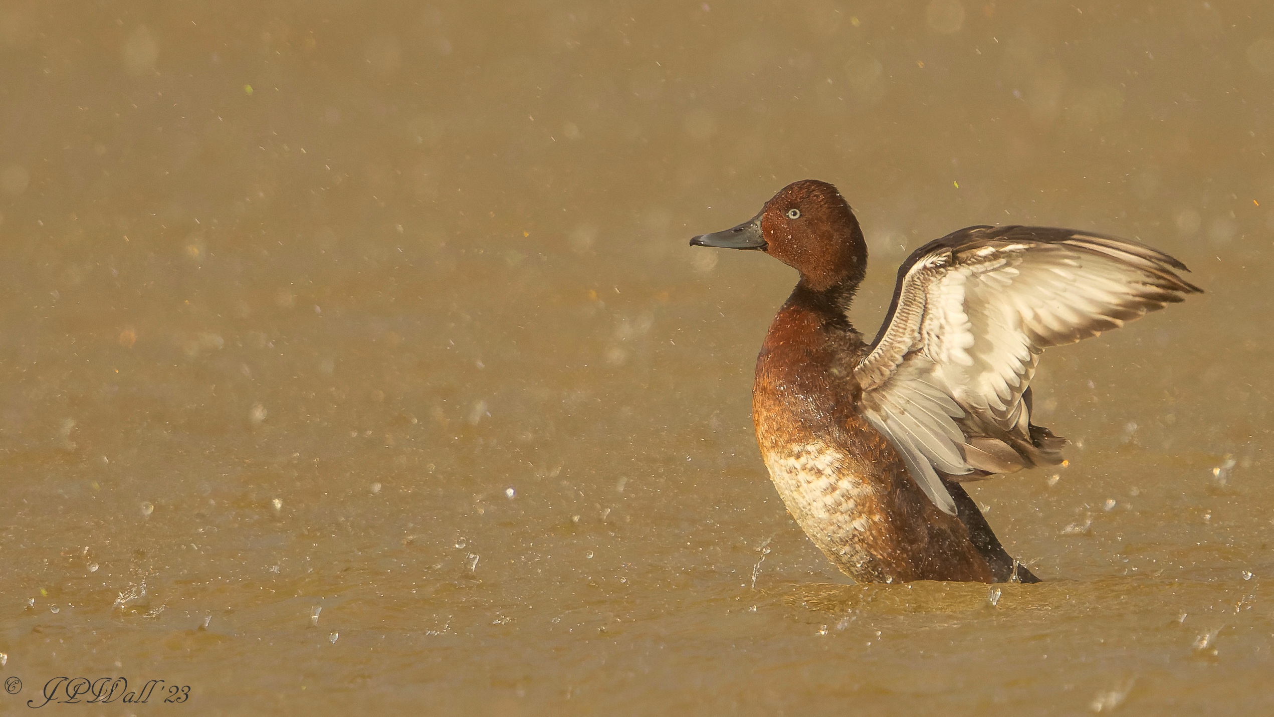 Ferruginous Duck by John Wall - BirdGuides