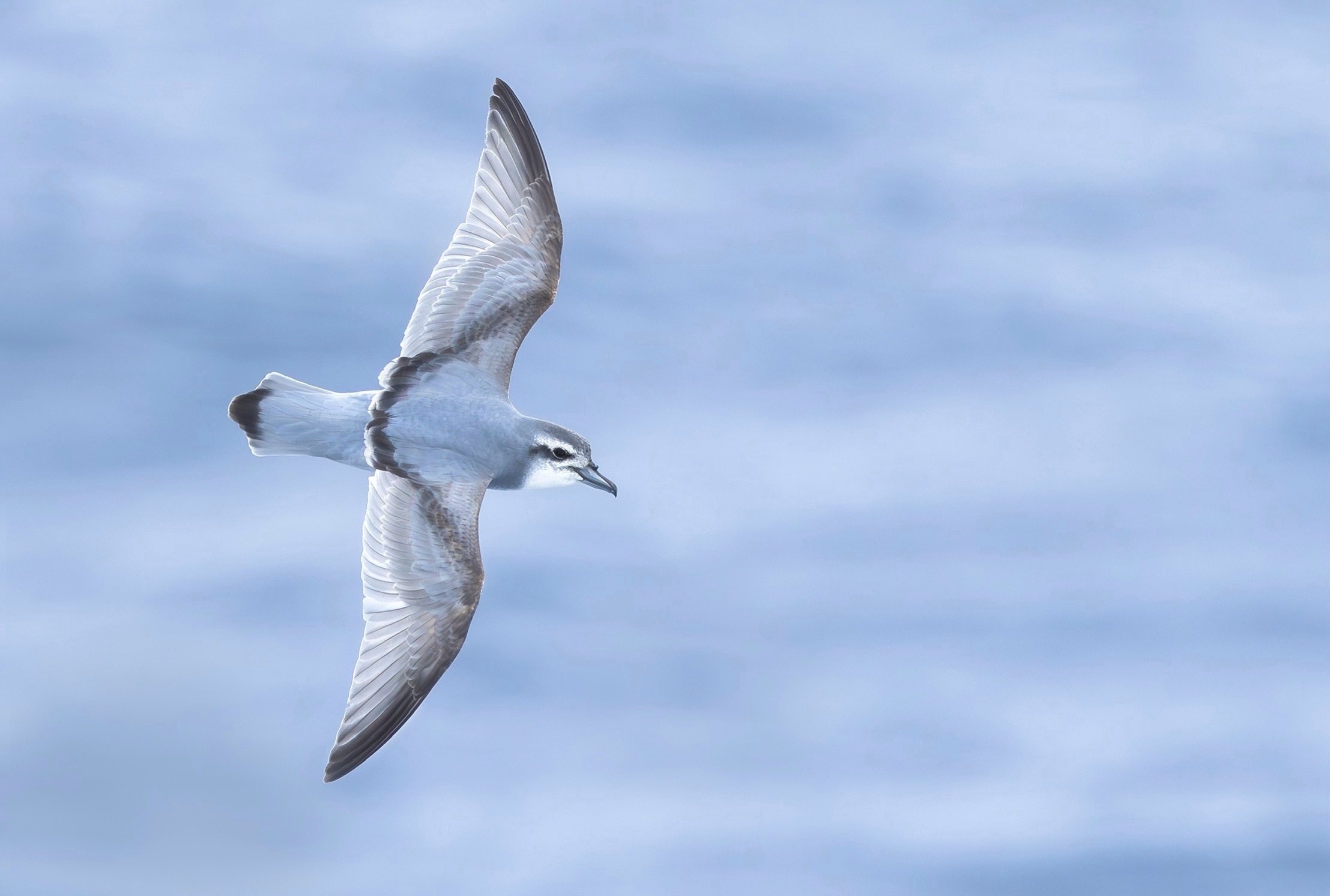 Salvin's Prion by Miles Cluff - BirdGuides