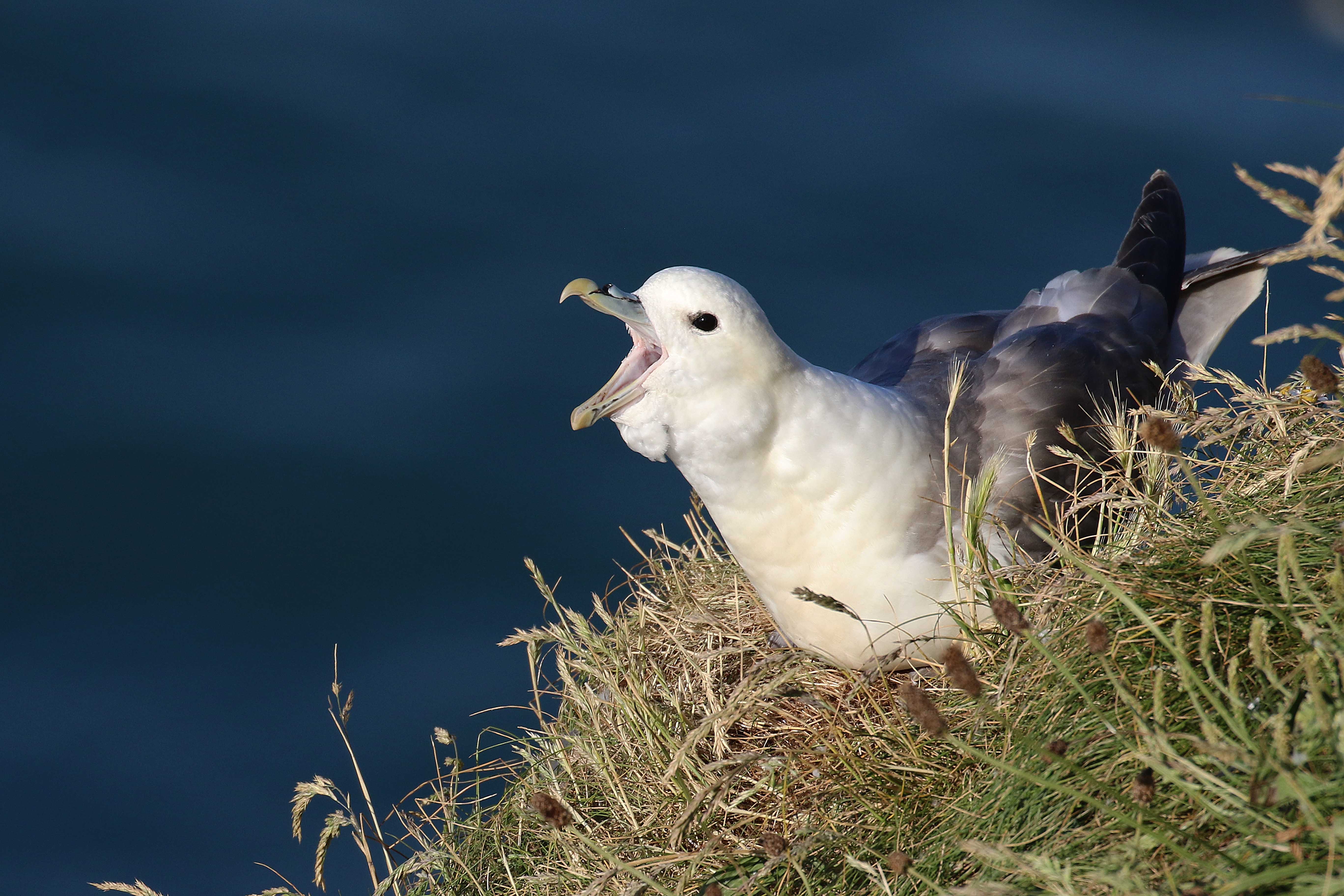 Northern Fulmar by Christopher Bell - BirdGuides