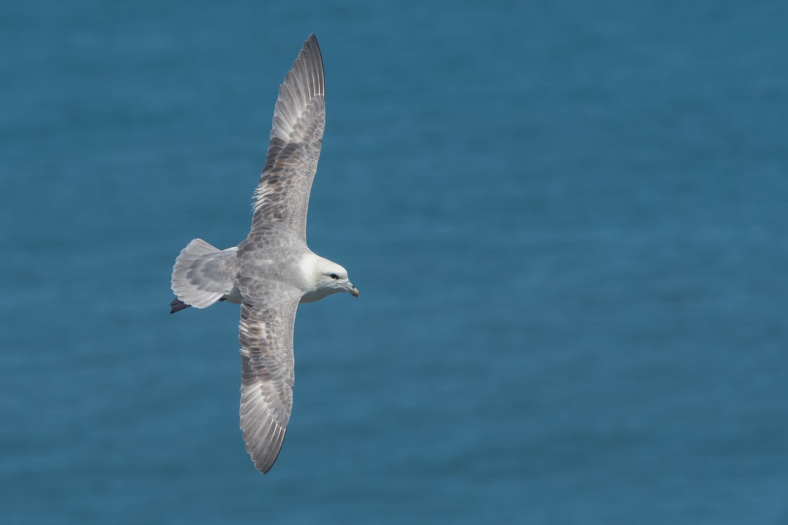 Northern Fulmar by Tim Melling - BirdGuides