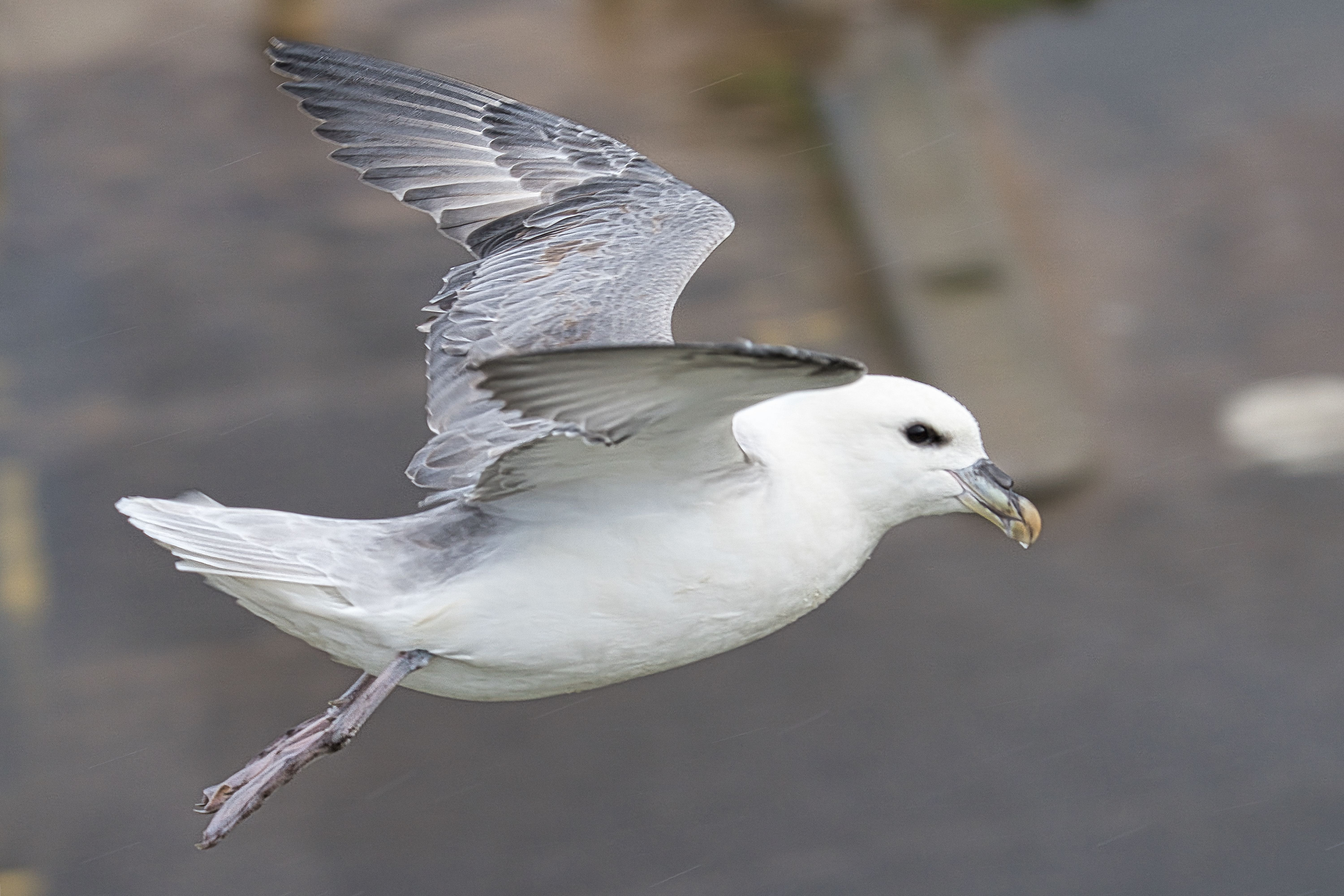 Northern Fulmar by John Fraser - BirdGuides