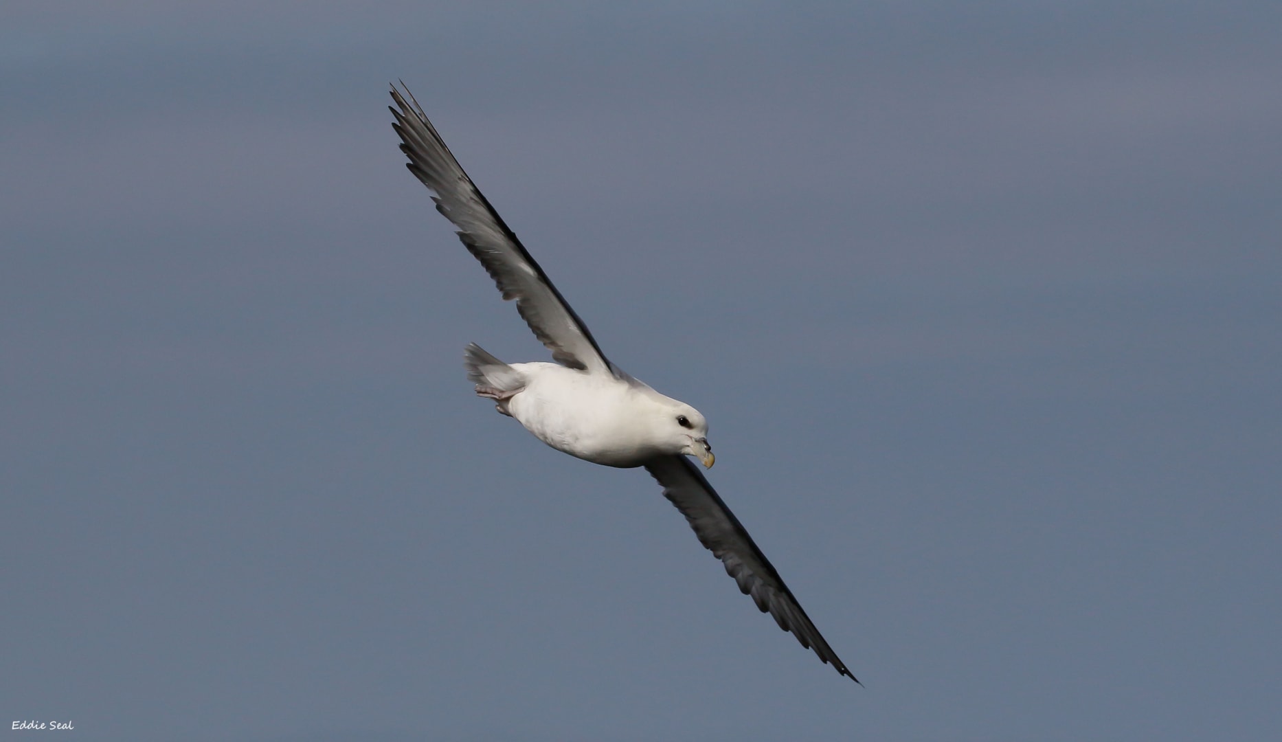 Northern Fulmar by Eddie Seal - BirdGuides