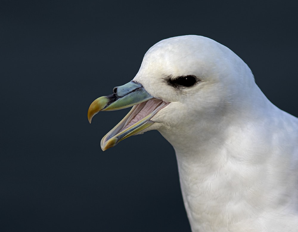 Northern Fulmar by Harry Bell - BirdGuides