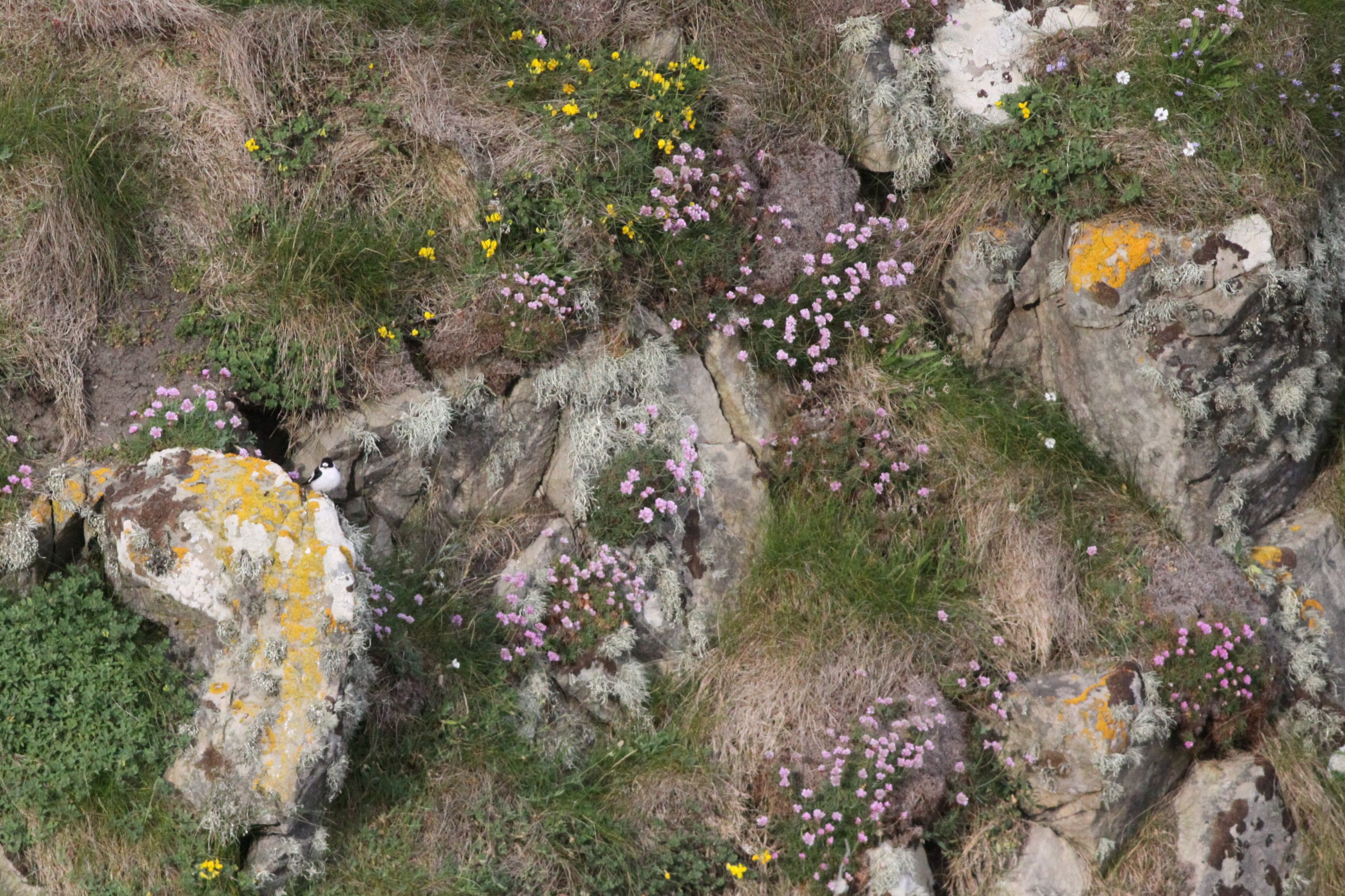 Collared Flycatcher by David Parnaby - BirdGuides