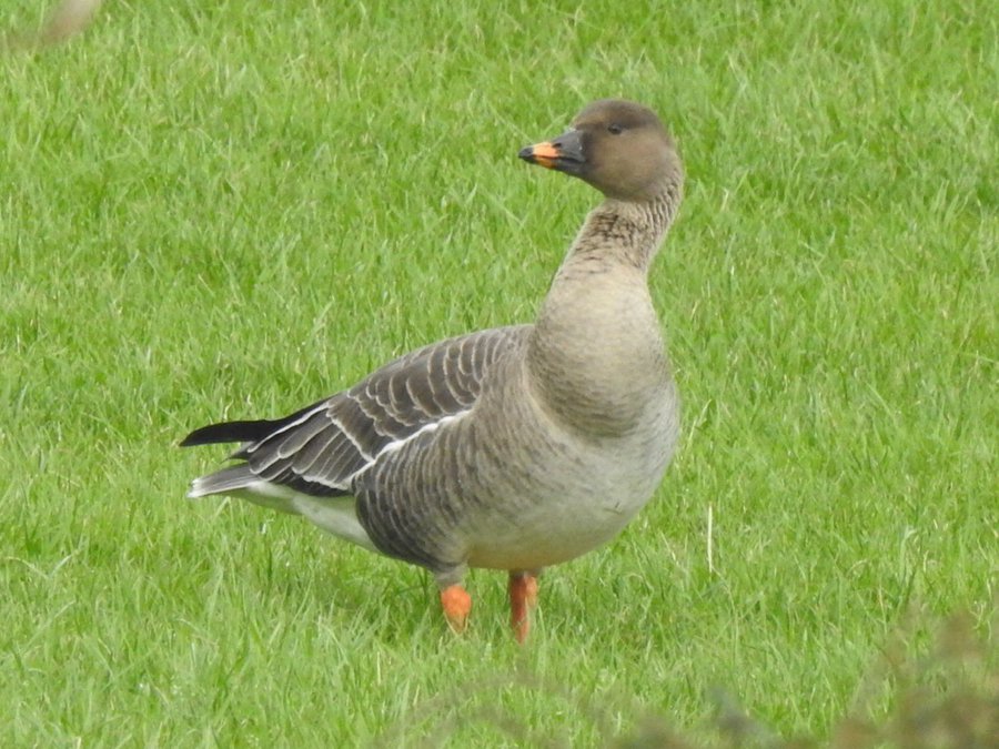 Tundra Bean Goose by Paul Jennings - BirdGuides