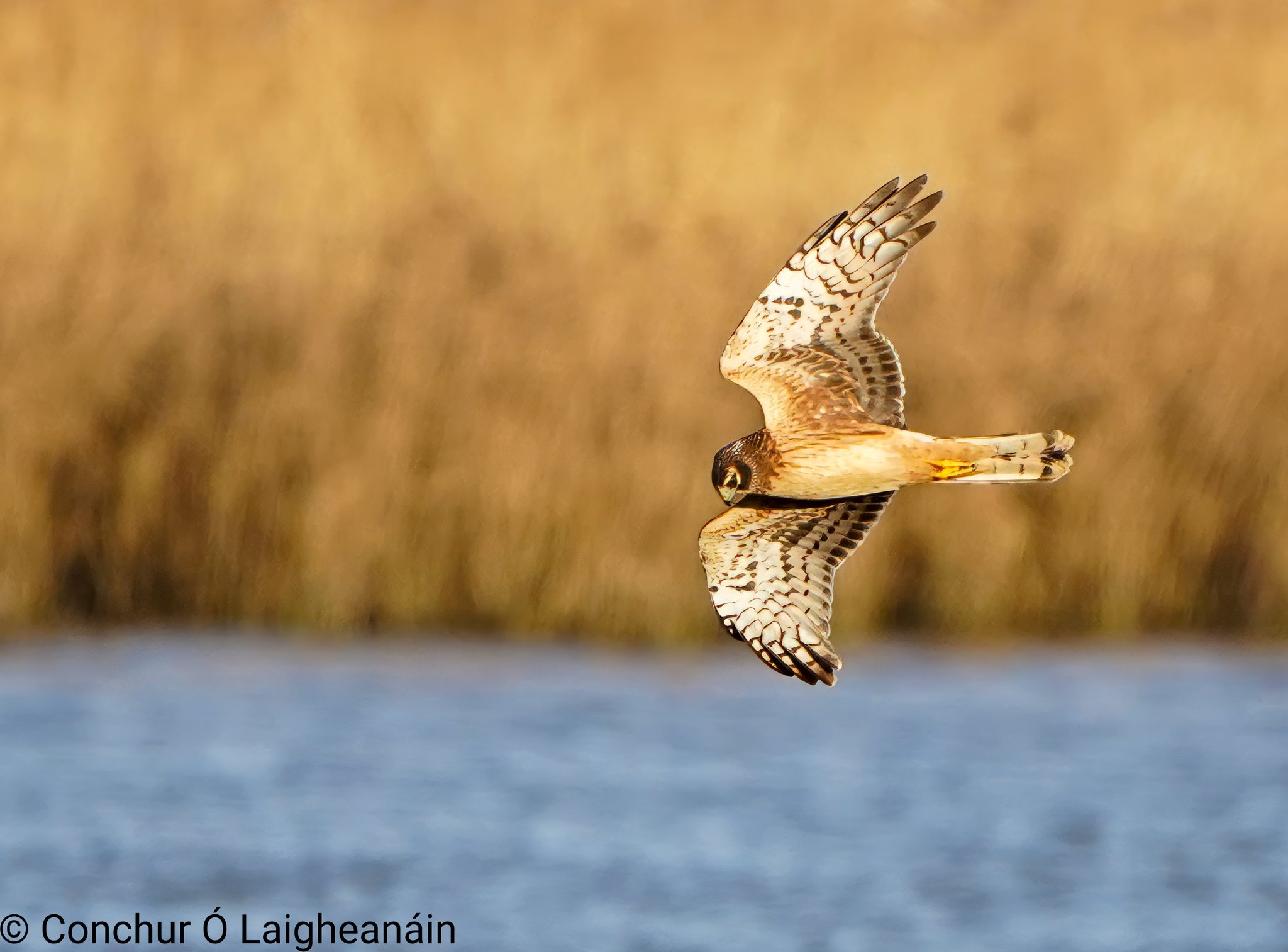 Northern Harrier by Conor Lynam - BirdGuides
