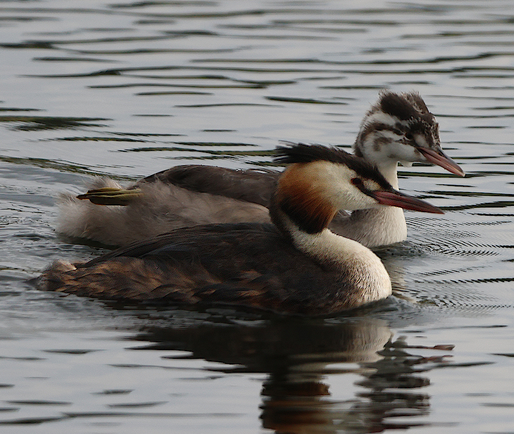 Great Crested Grebe by David A Johnston - BirdGuides