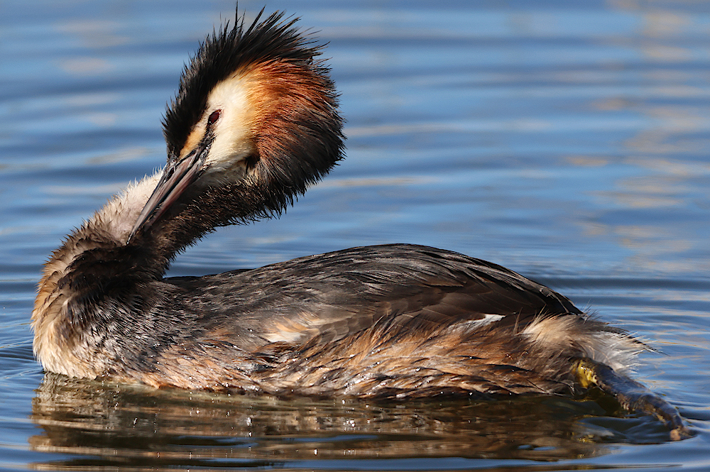 Great Crested Grebe by David A Johnston - BirdGuides
