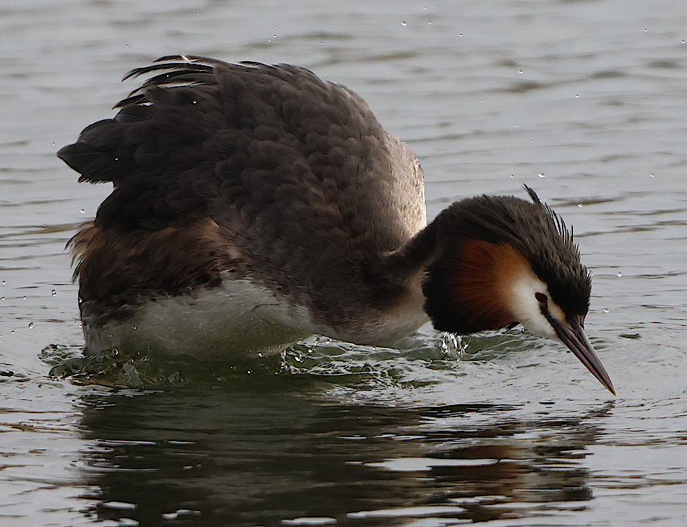 Great Crested Grebe by David A Johnston - BirdGuides
