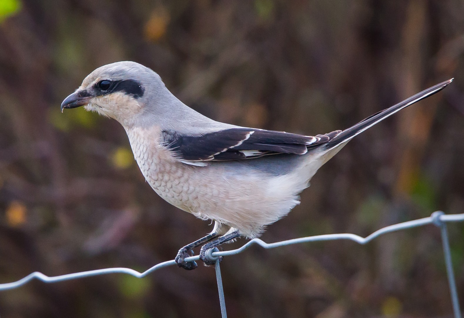 Great Grey Shrike by Peter Garrity - BirdGuides